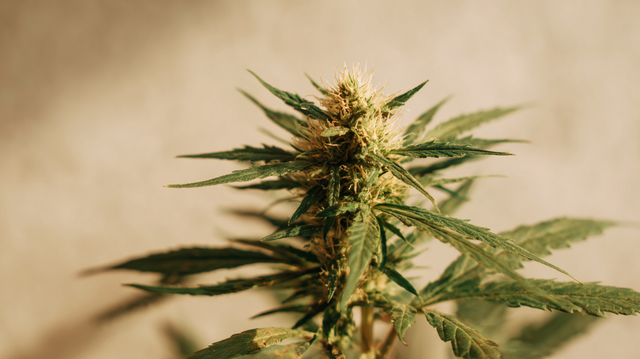 CBD for Parkinson's Disease: Latest Research & Treatment – Eir Health