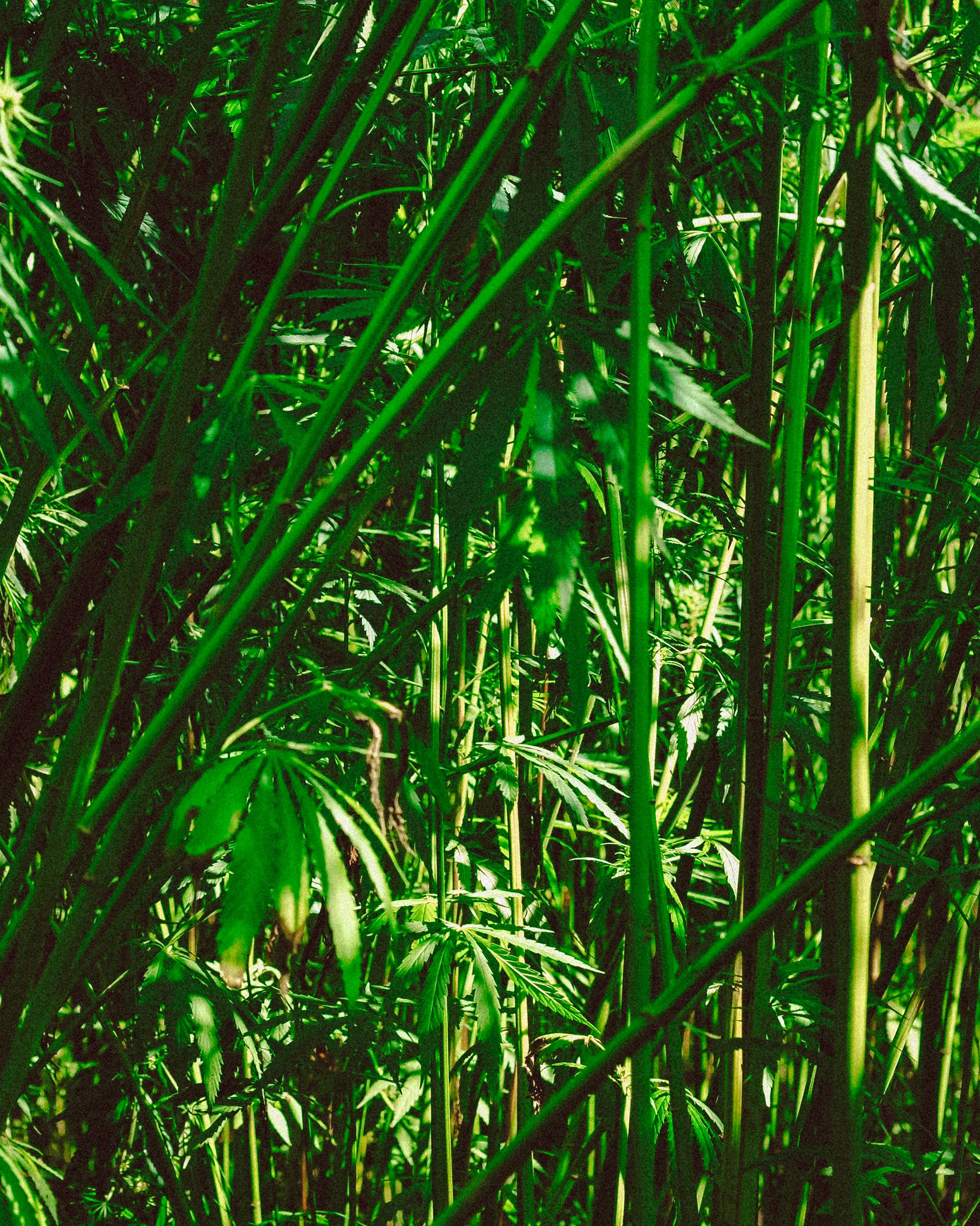 Premium supplements for Wellness and Sleep Support – Eir Health